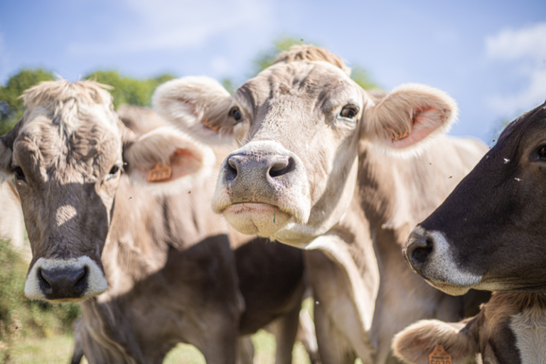 Une histoire de vaches , Fromages de Lozère - GIE Saveur Lozère